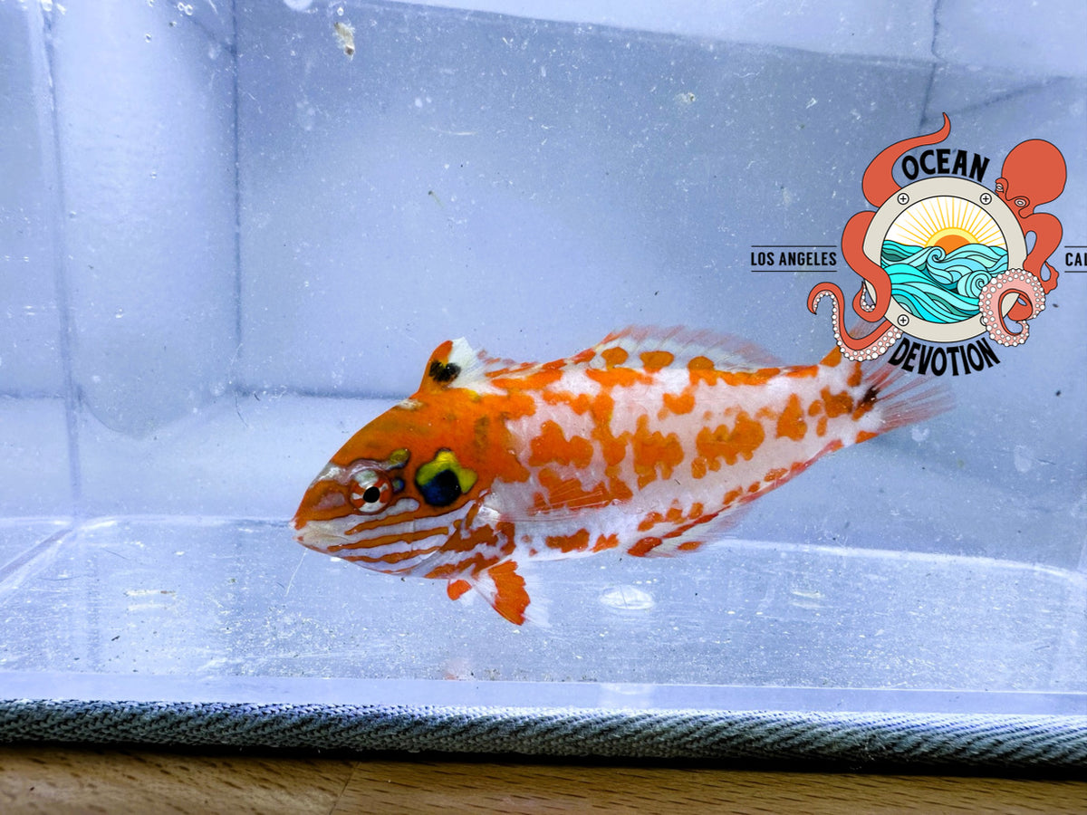 Chaoti Leaopard Wrasse – Ocean Devotion LA