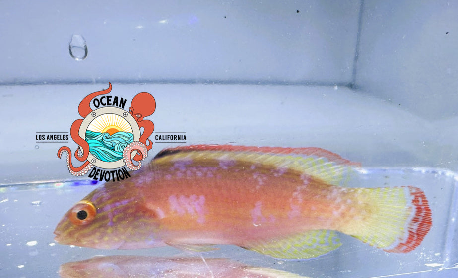 Pink Margin Fairy Wrasse – Ocean Devotion LA