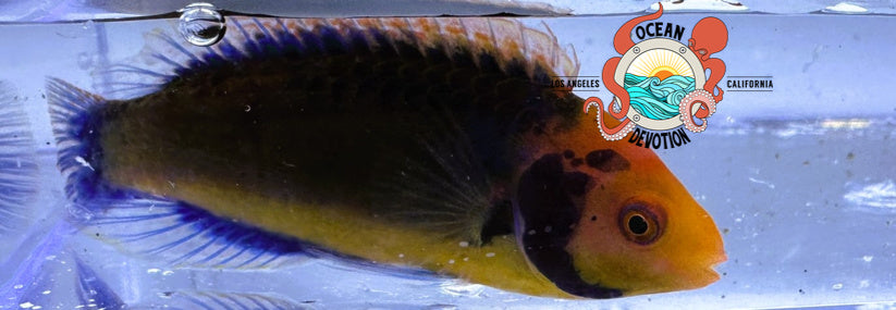 Solon Fairy Wrasse – Ocean Devotion LA