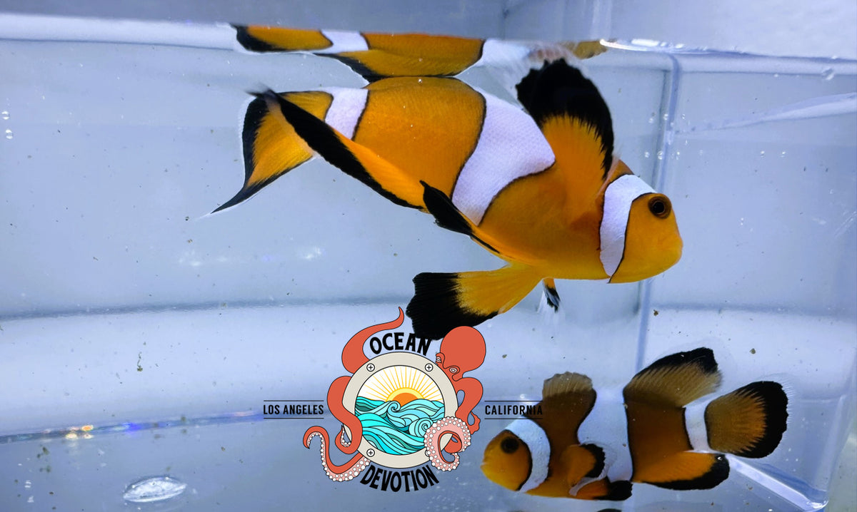 Orane Round Tail Long Fin Clown Pair – Ocean Devotion LA