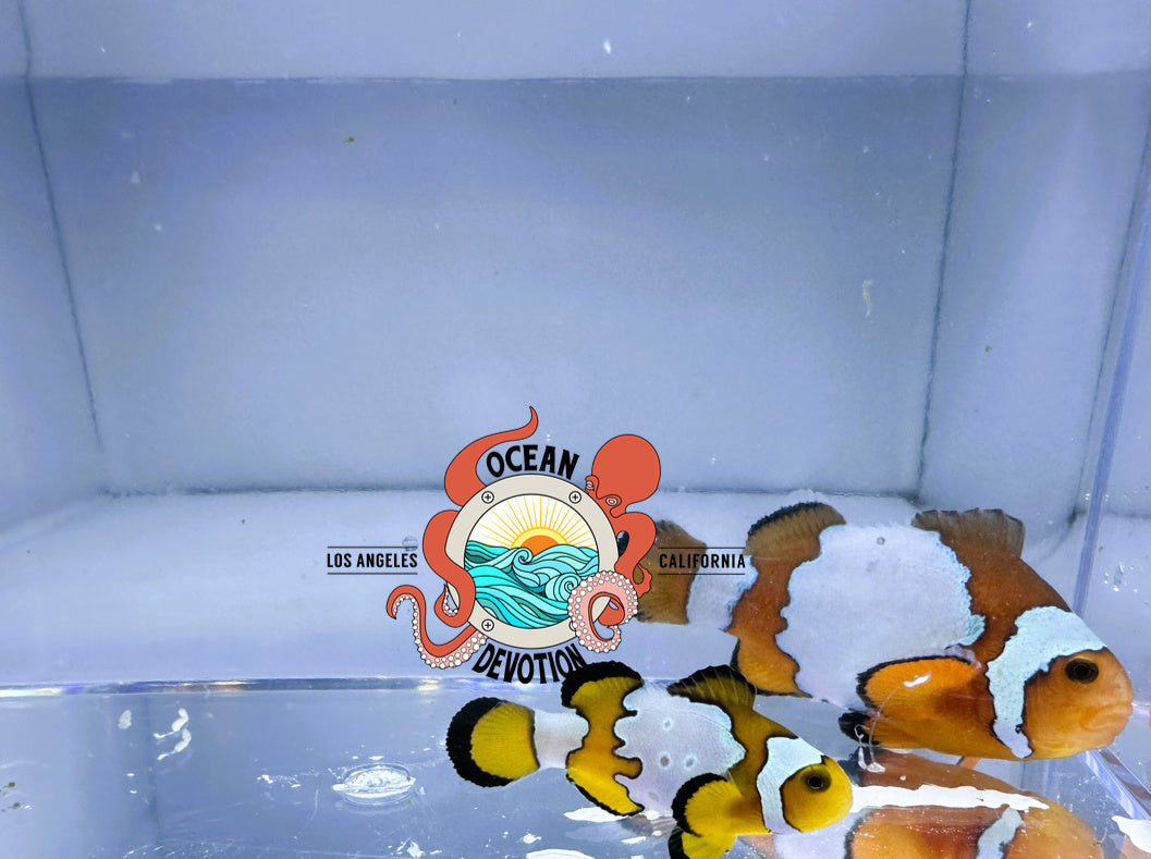 Snowflake Clowns – Ocean Devotion LA