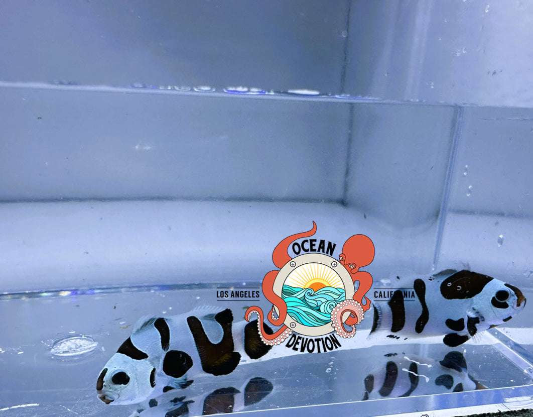 Black Storm Clown Pair – Ocean Devotion LA