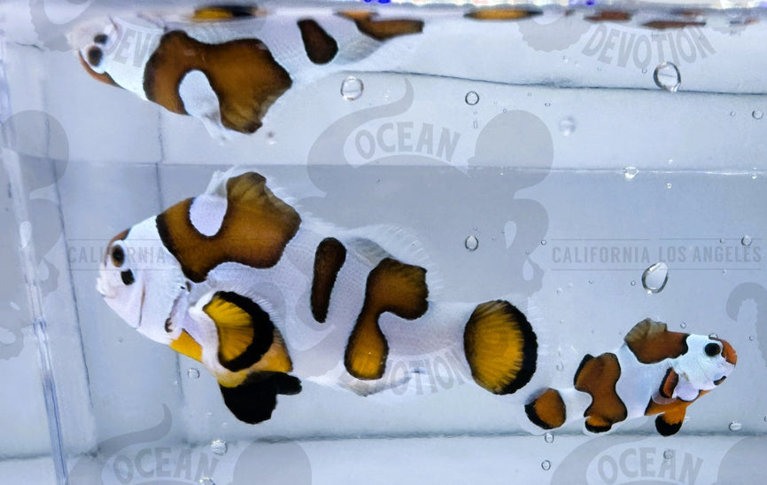 Orange Storm Clown Pair – Ocean Devotion LA