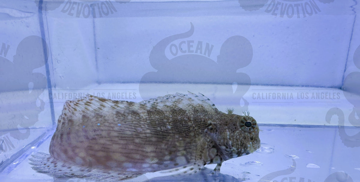 Lawnmower Blenny – Ocean Devotion LA