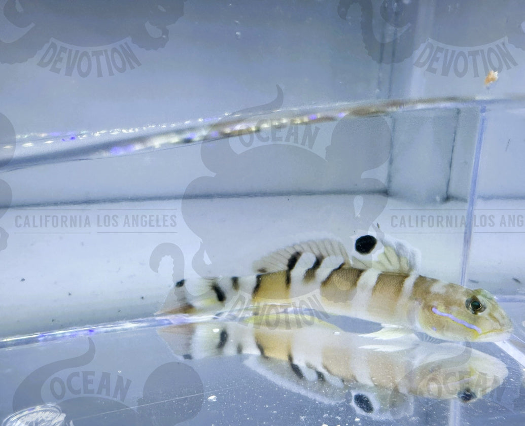 Tiger Goby – Ocean Devotion LA