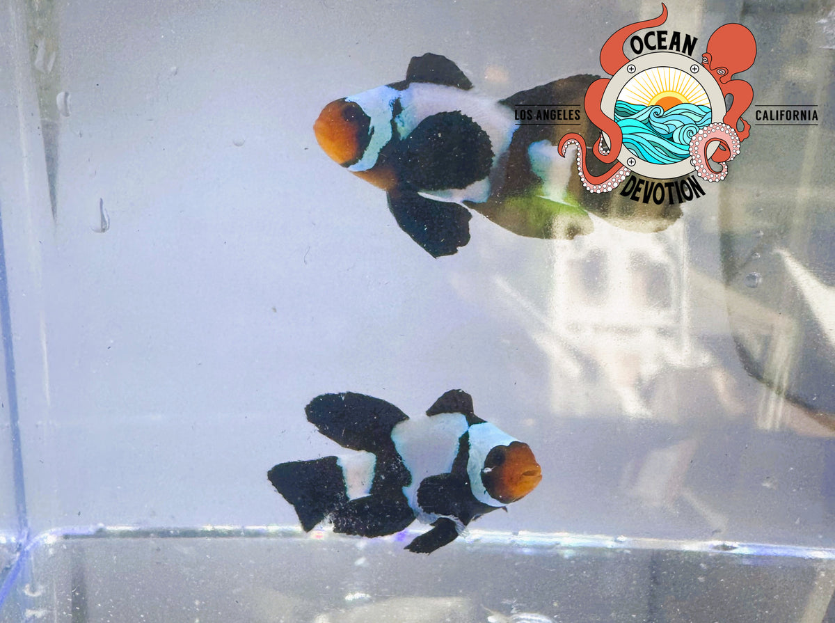 Black Snowflake Round Tail Longfin – Ocean Devotion LA