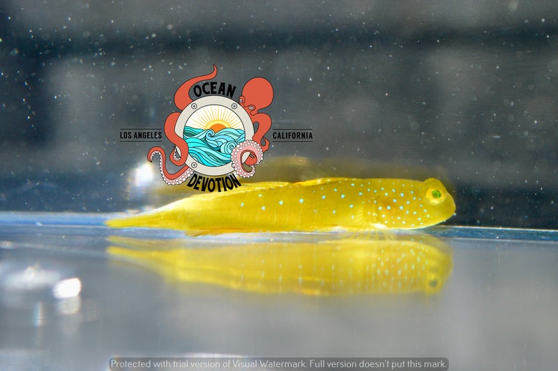 Yellow Watchman Goby – Ocean Devotion LA