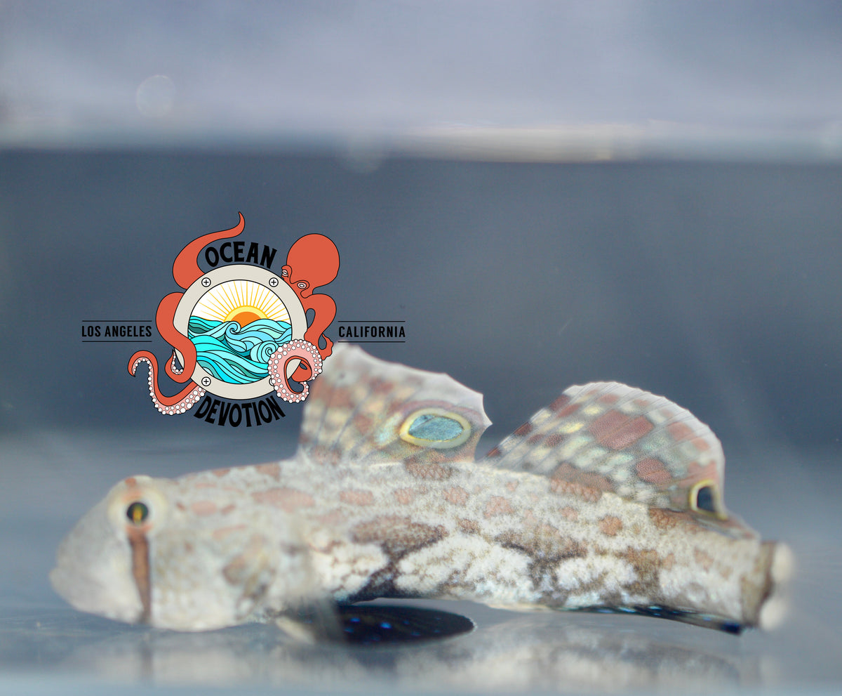 Twin Spot Goby – Ocean Devotion LA