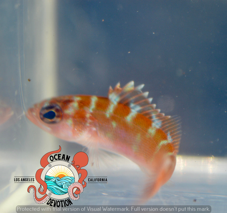 Chalk Basslet – Ocean Devotion LA