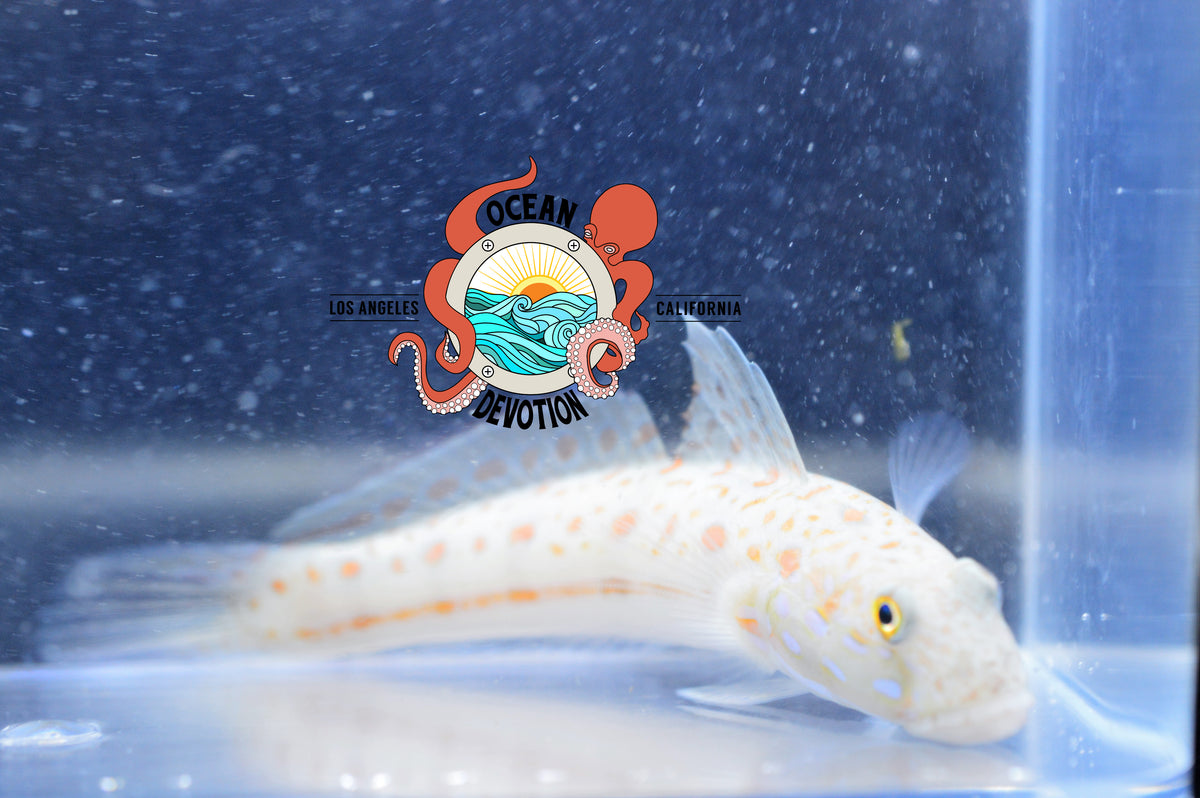 Diamond goby – Ocean Devotion LA
