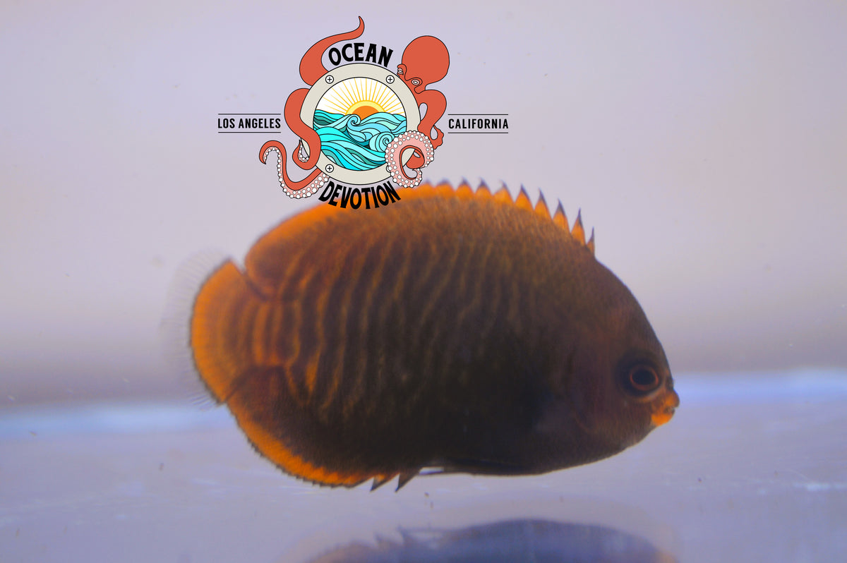 Captive Bred Golden Angel – Ocean Devotion LA