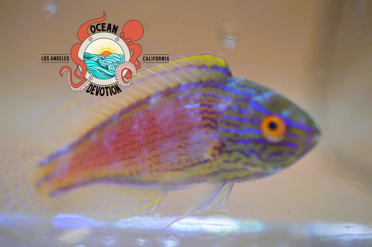 Lineatus Wrasse – Ocean Devotion LA