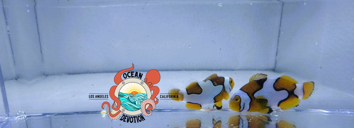 Onyx Picasso C- Quest Clowns – Ocean Devotion LA