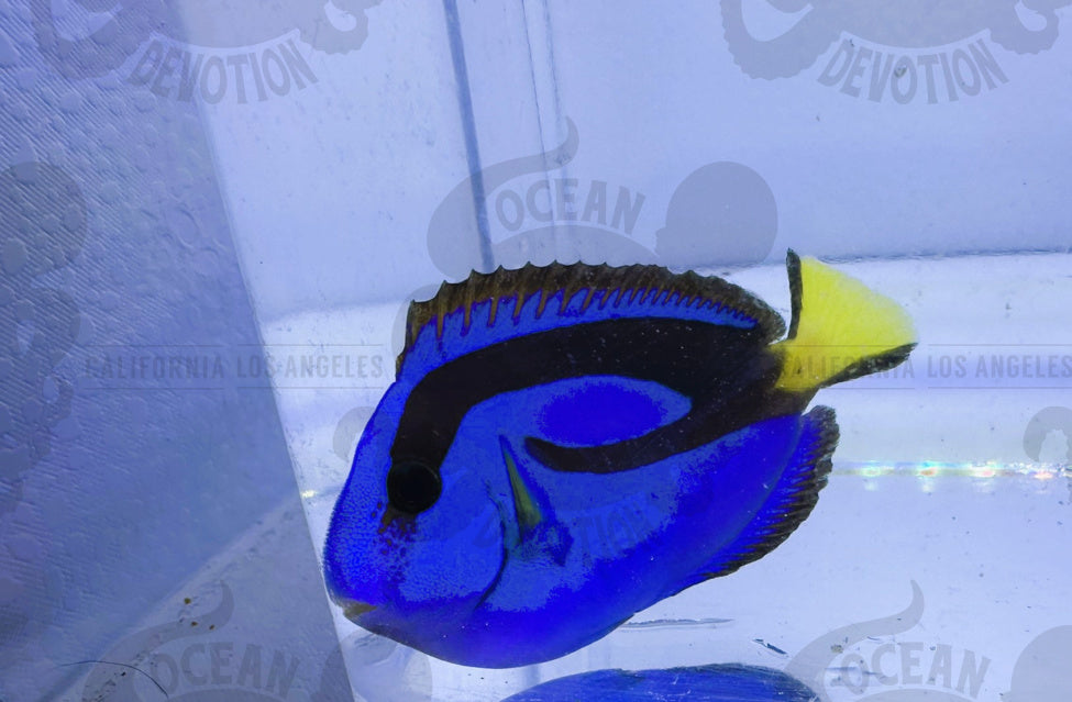 Small Blue Hippo Tang – Ocean Devotion LA