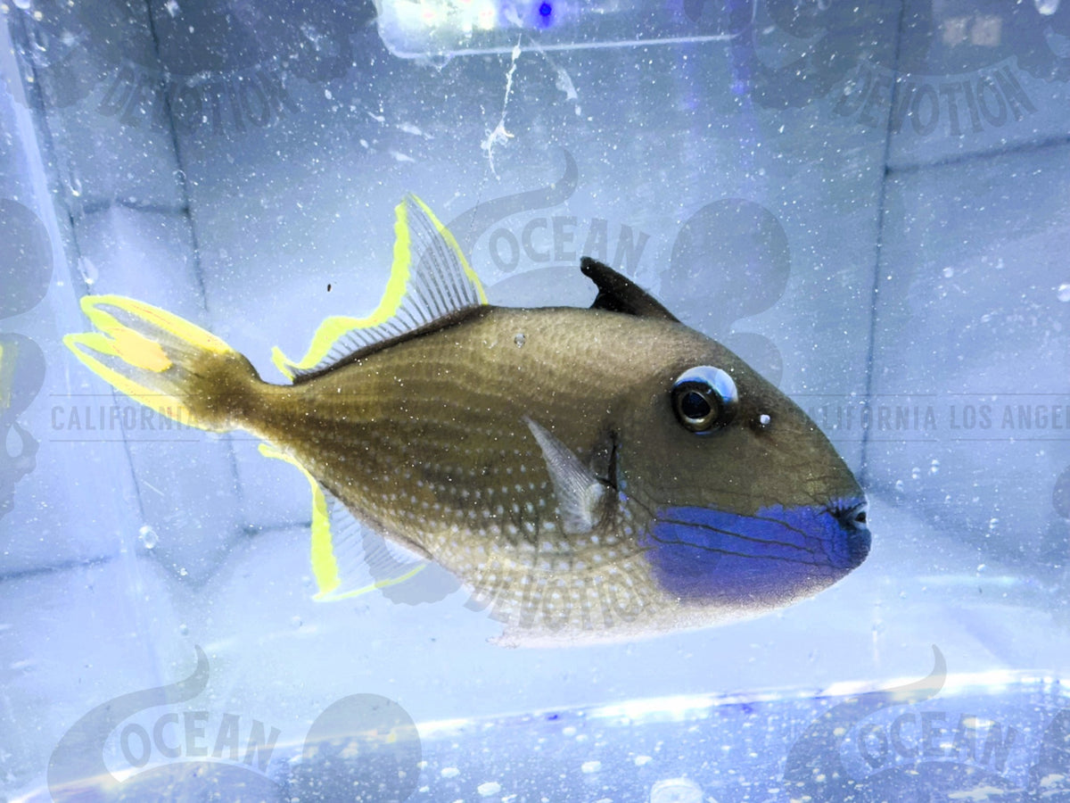 Male Blue Jaw Trigger – Ocean Devotion LA
