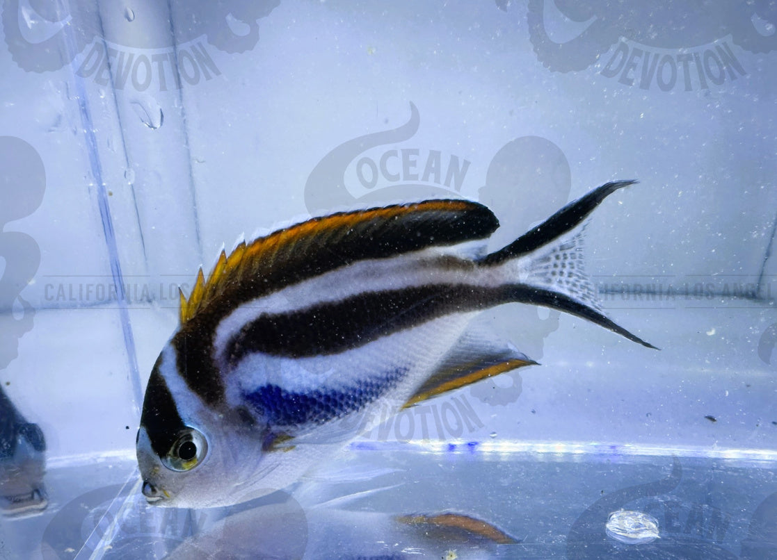 Bellus Angel – Ocean Devotion LA