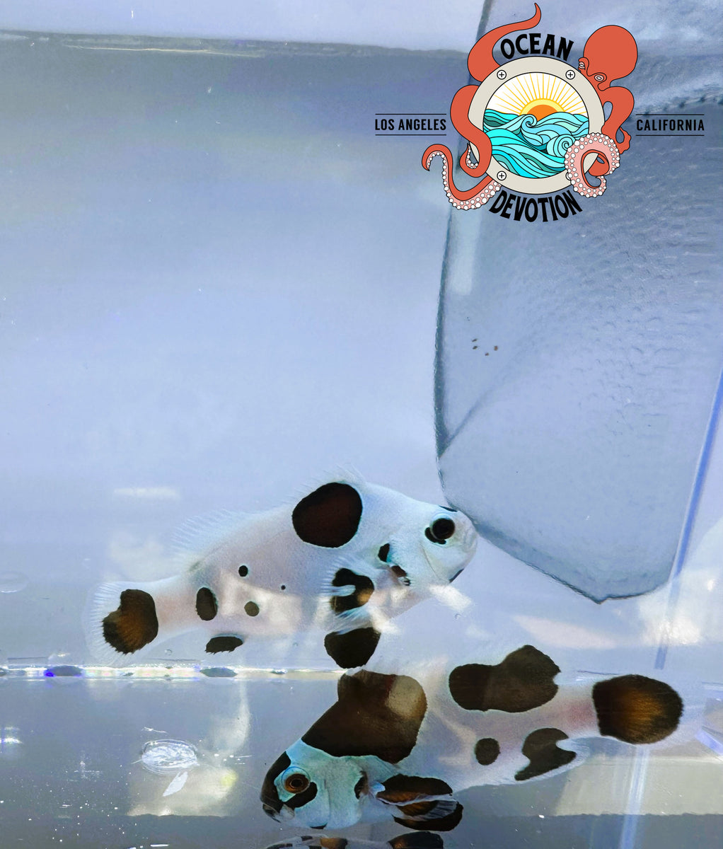 Mocha Storm Pair – Ocean Devotion LA