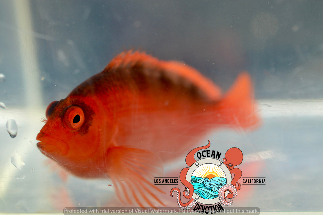 Flame Hawk Fish – Ocean Devotion LA