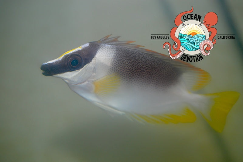 Magnificent Fox – Ocean Devotion LA