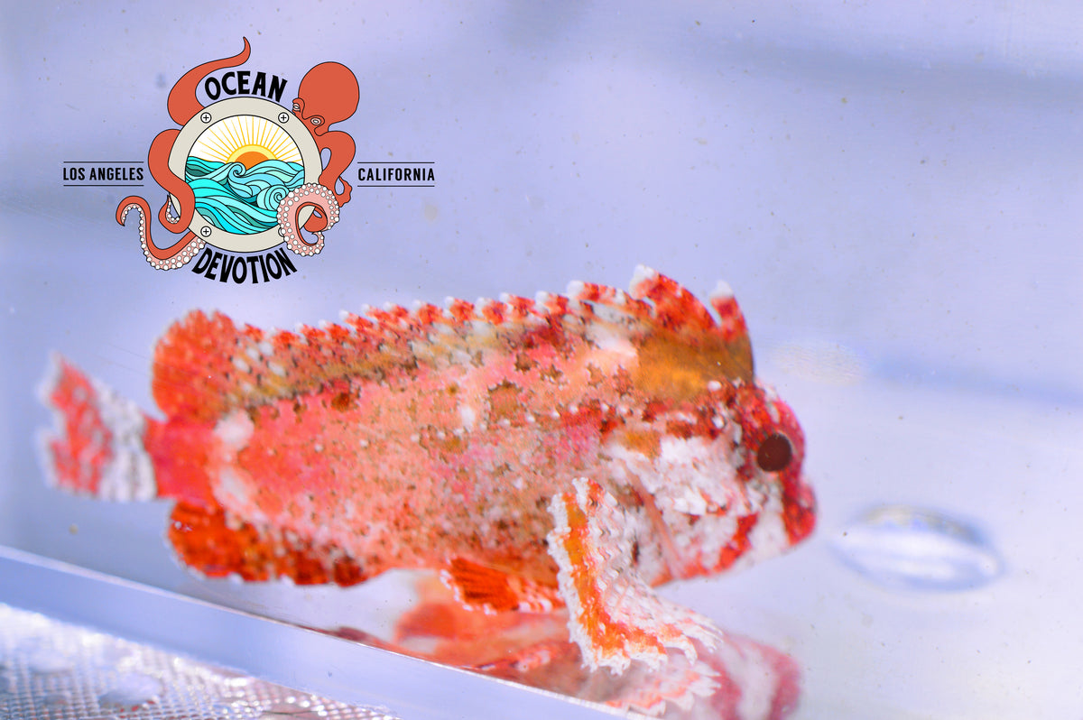 Pygmy Rooster Wasp Fish – Ocean Devotion LA