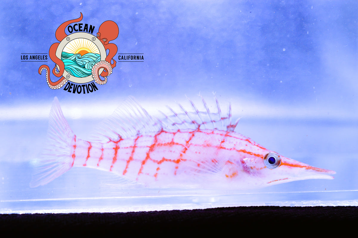 Long Nose Hawk Fish – Ocean Devotion LA