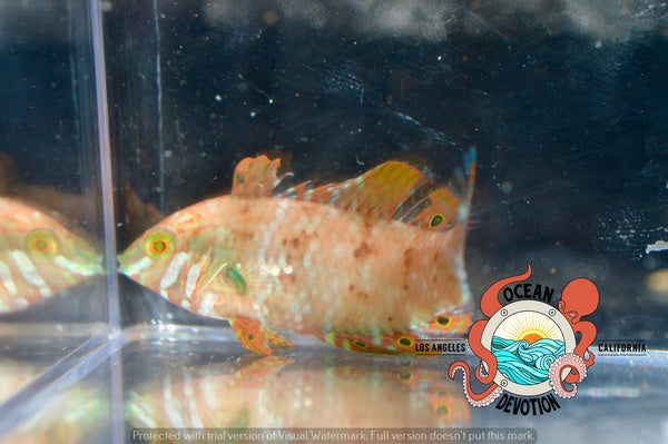 Gold Nugget Wrasse – Ocean Devotion LA