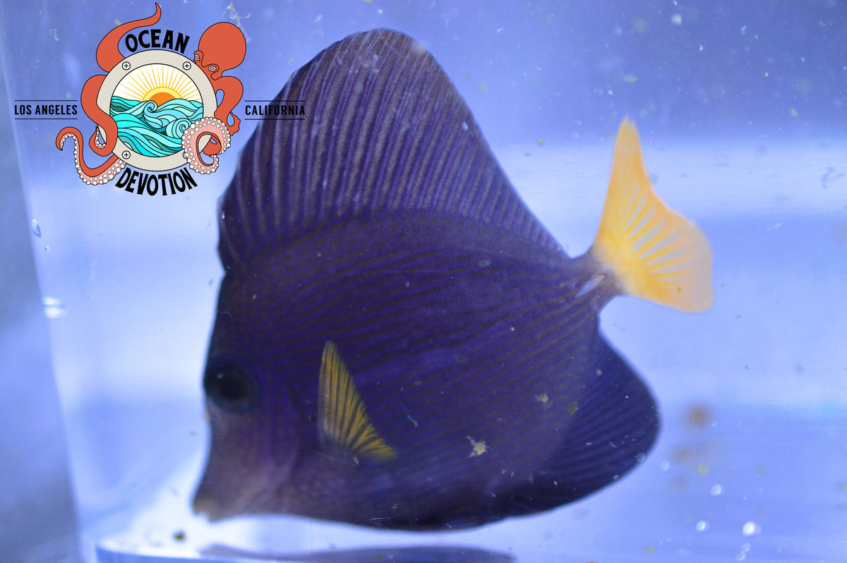 Small Purple Tang – Ocean Devotion LA